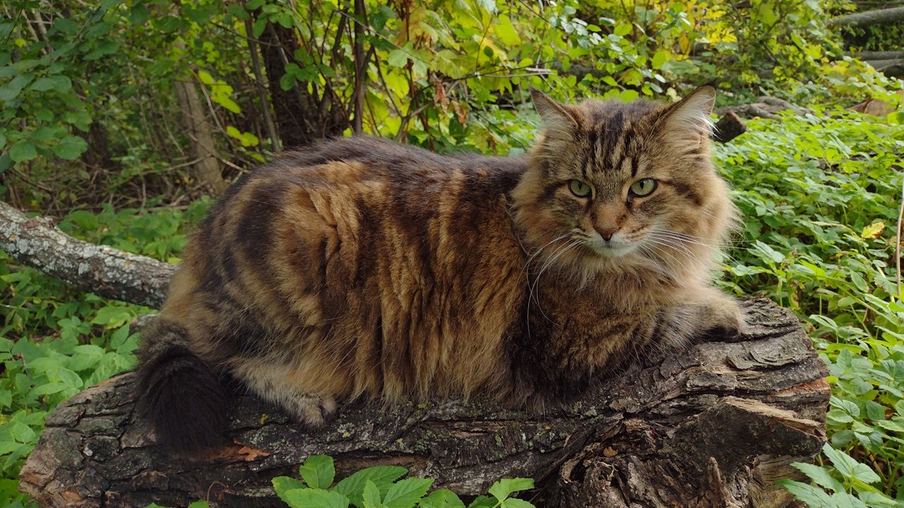 First time encountering the big, friendly, autumn coloured forest cat ...