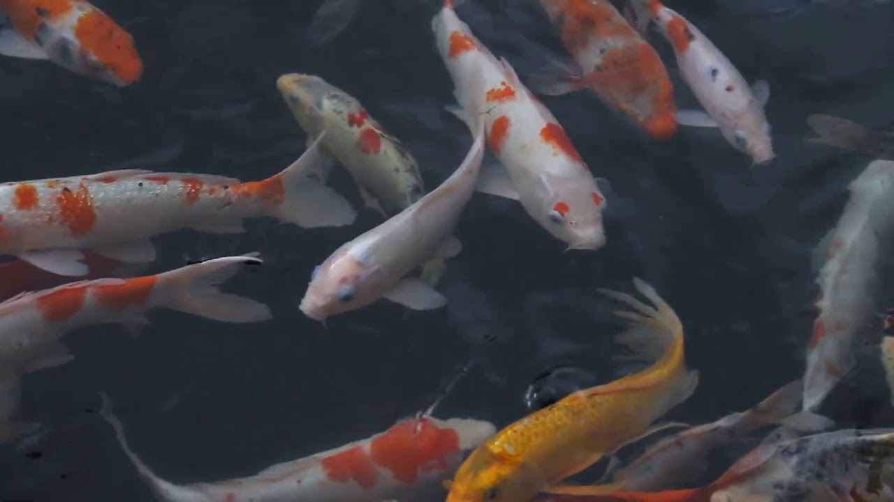 Japanese Koi fish with calming music. Relaxing music. Stress reliever ...