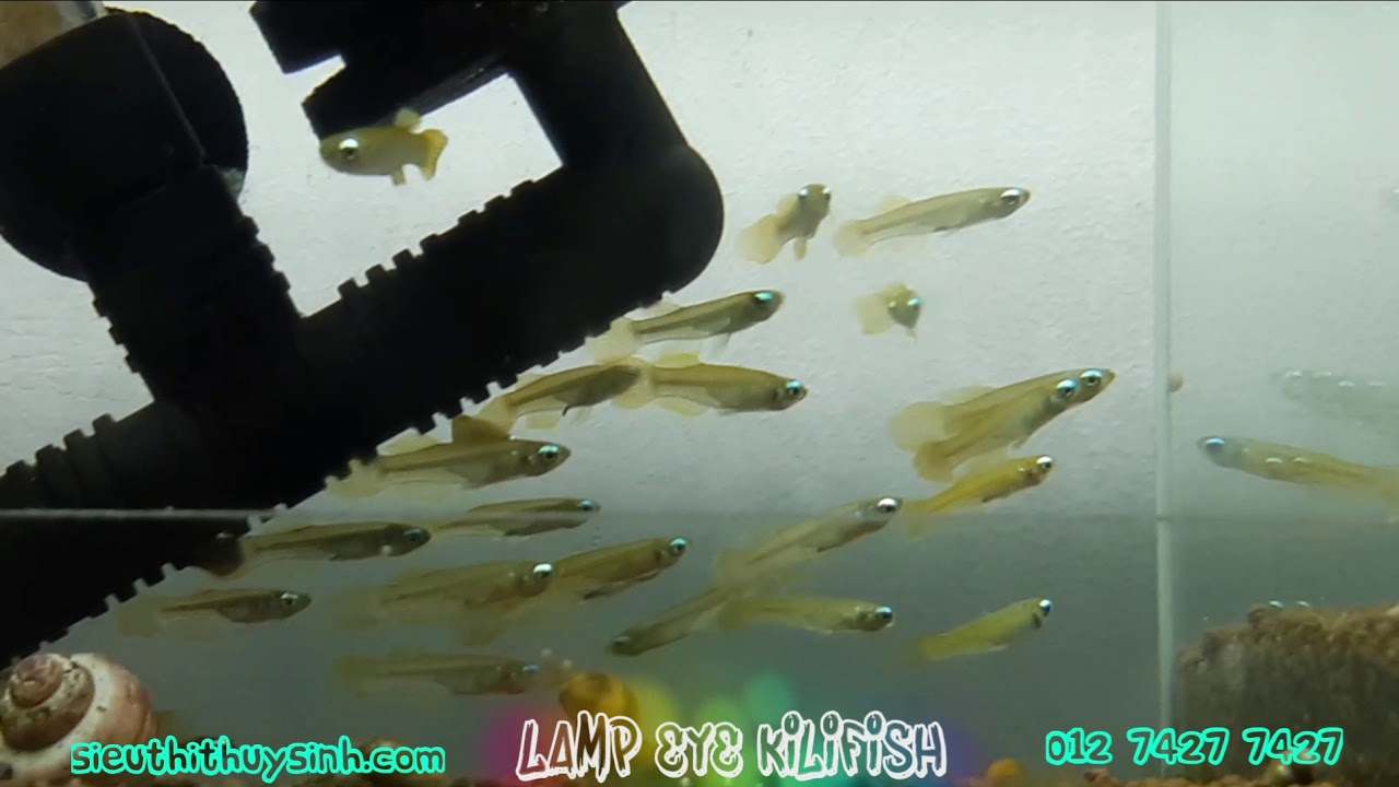 Lamp Eye Kilifish - Aqua Home Sieuthithuysinh.com - YouTube