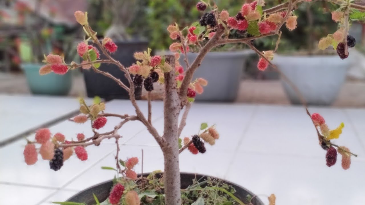 Koleksi bonsai Murbei / Mulberry - YouTube