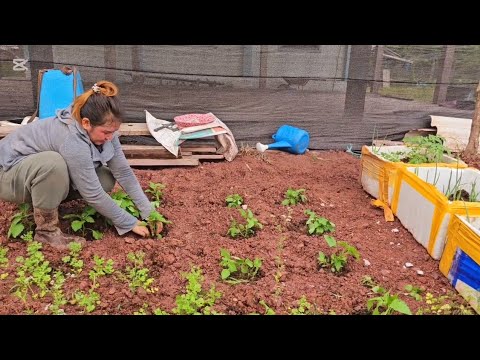 laus lawm ces cog zaub iab lawm xwb - YouTube