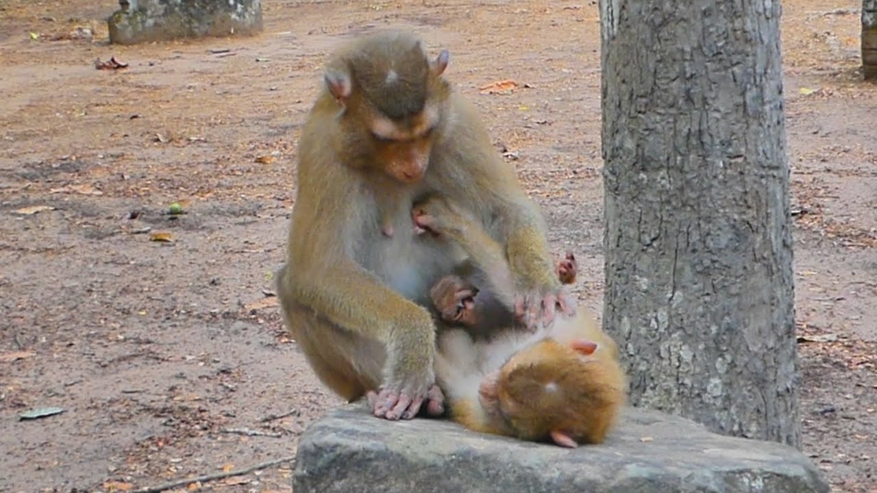 Monkey Flora come to visit monkey Angela and Angela seem want sister ...