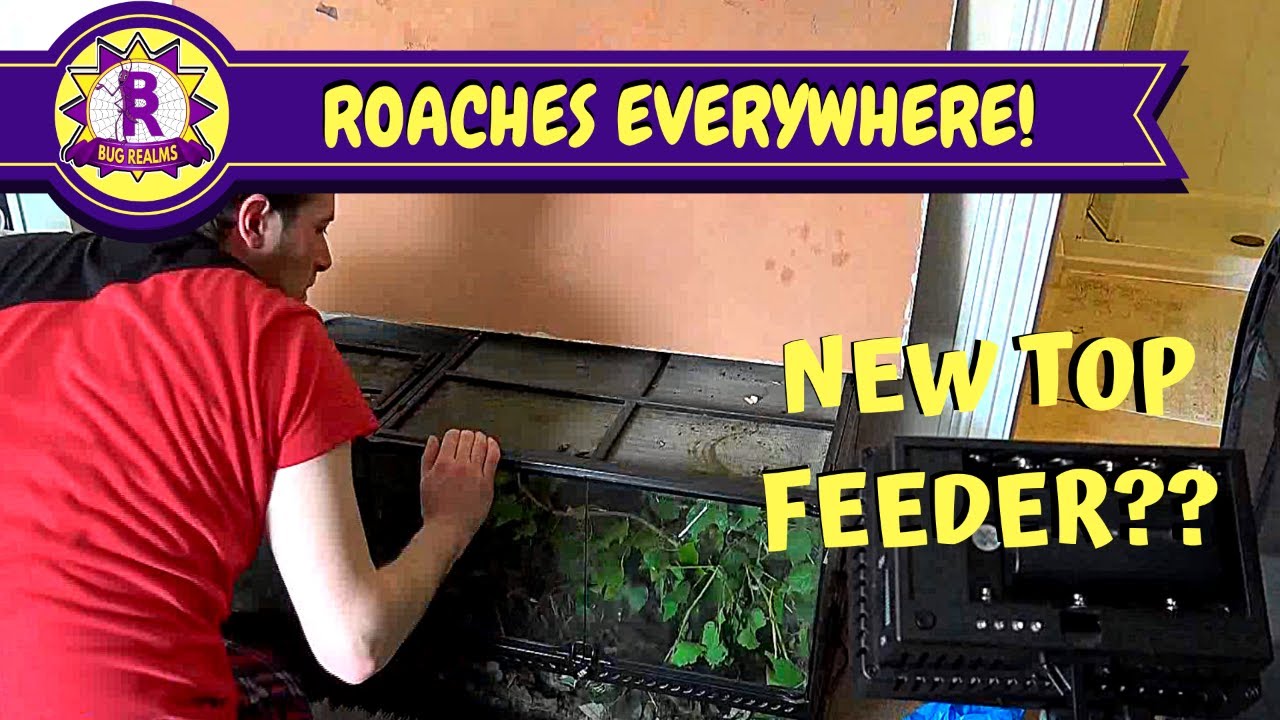 IT ALL WENT WRONG!! Finding our new best FEEDER COCKROACH! - YouTube