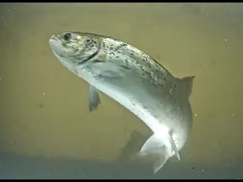 Mersey Salmon 2 - YouTube