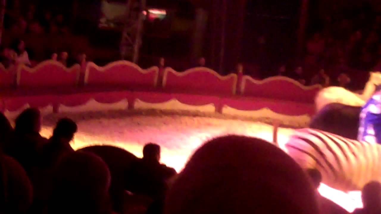 VLOG: Zebra and Lamas doing jumps at the circus!! - YouTube