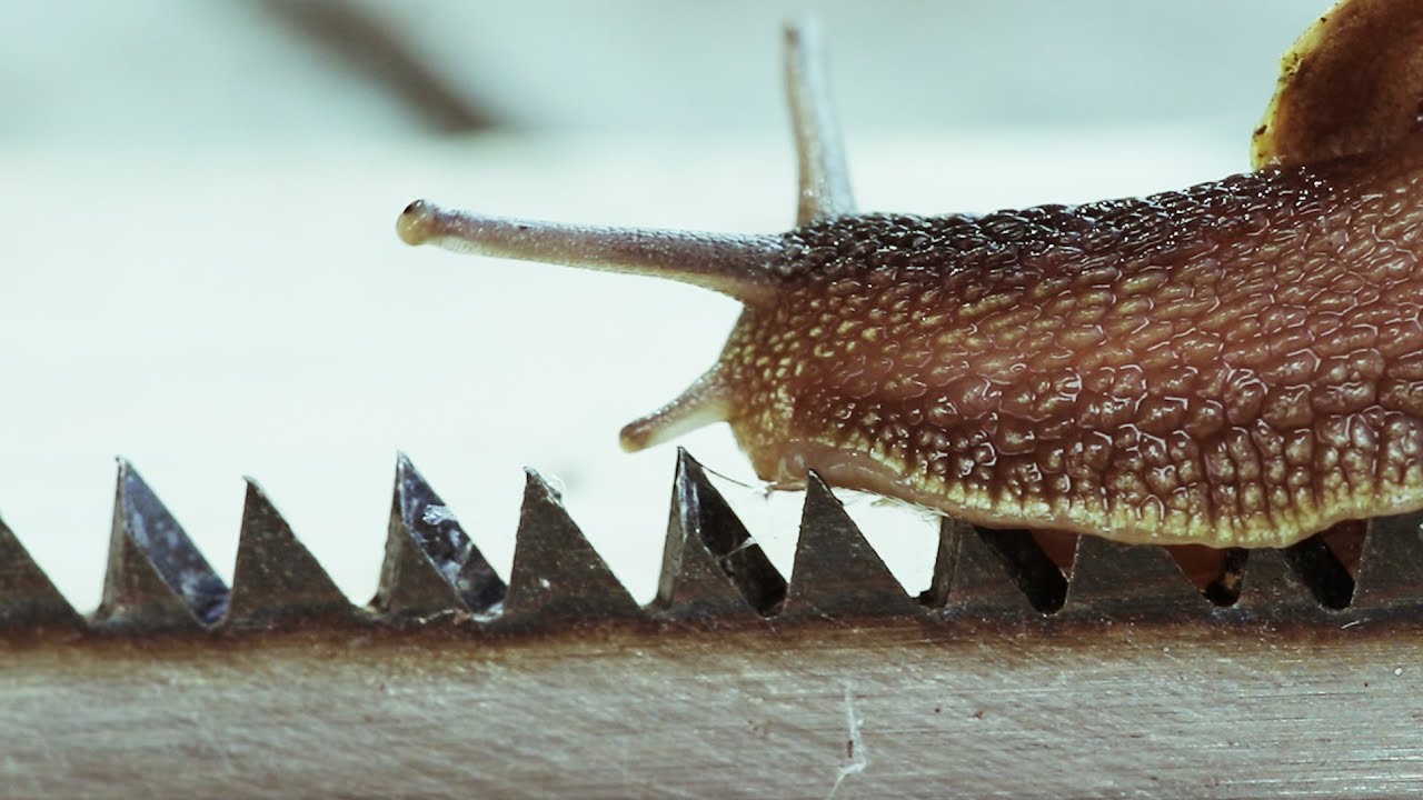Snails VS Sharp Saw - Amazing Macro Footage - YouTube