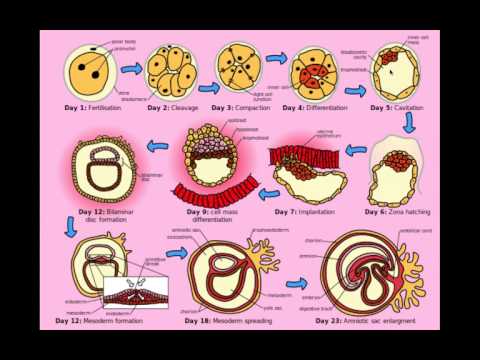 Multiple Gestation (Twins) - CRASH! Medical Review Series