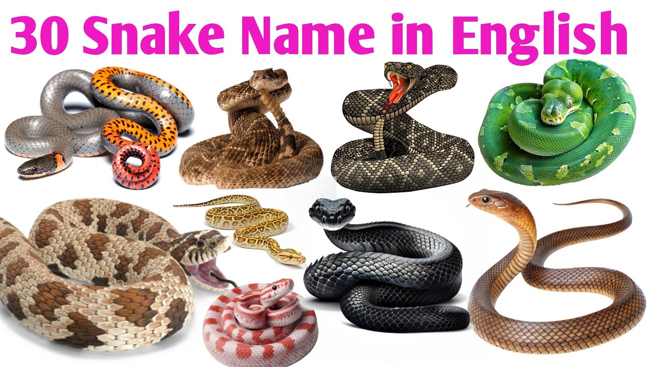 Types of Snakes for Kids | Learn Snake Names with Pictures & Sounds ...
