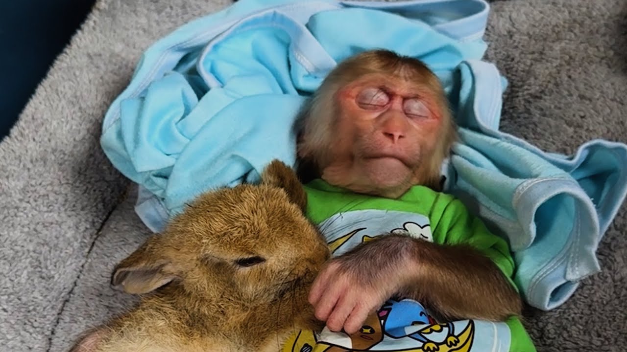 Monkey Carries Rabbit to Bed for Adorable Hug and Nap Moment # ...