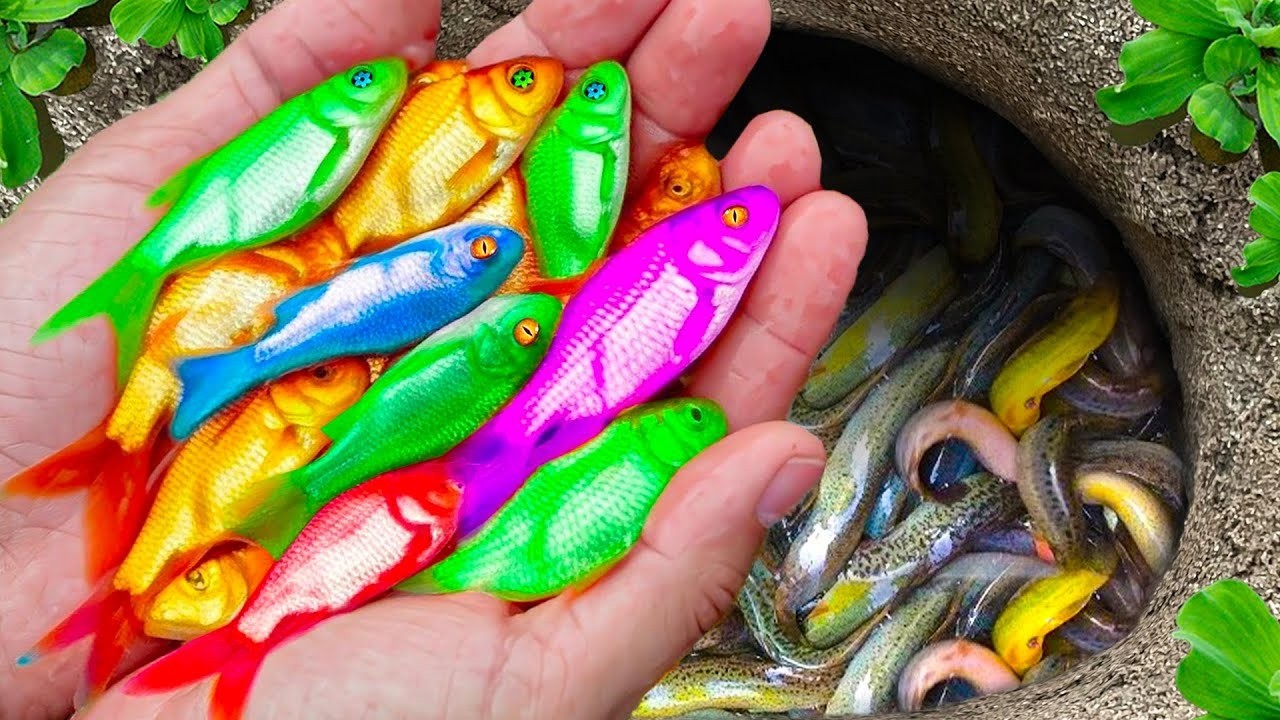 Catch Beautiful Freshwater Aquarium Fish in Flood Fields After Storm ...