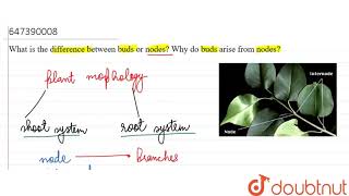 What is the difference between buds or nodes? Why do buds arise from nodes? | 11 | General doubt...
