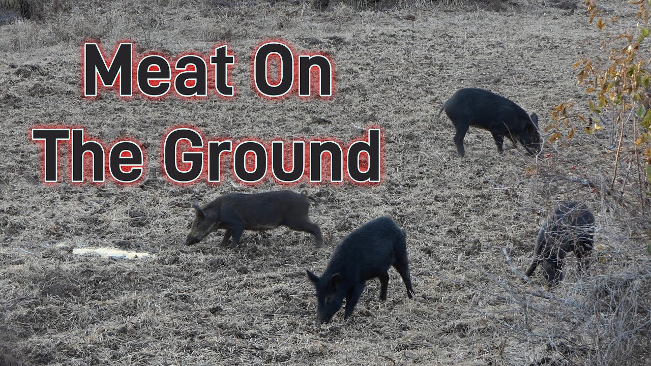 Meat On The Ground - YouTube