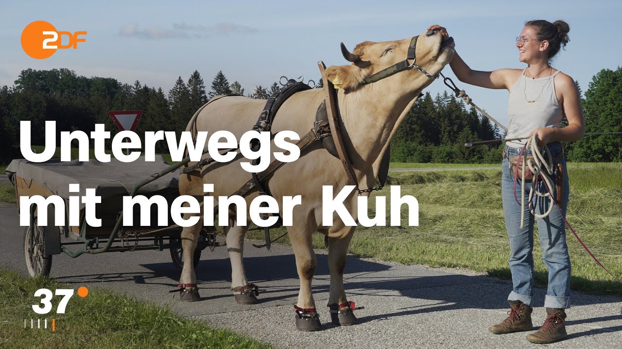 Abenteuer Zeit Frau Kuh HOLZTIGER – Entdecke Die Stehende Kuh In