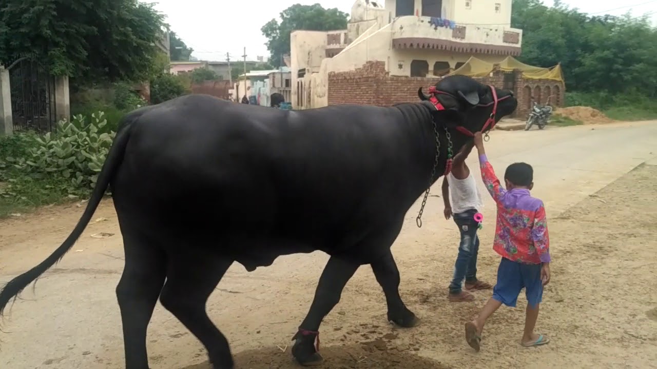 For Sale Seman Virat bull son of ghee line buffalo seman available ...