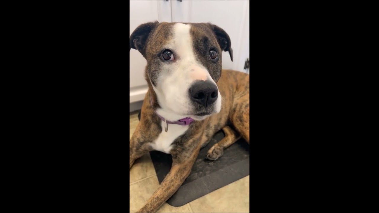 Dog Pretends to Eat Fake Treats || ViralHog - YouTube