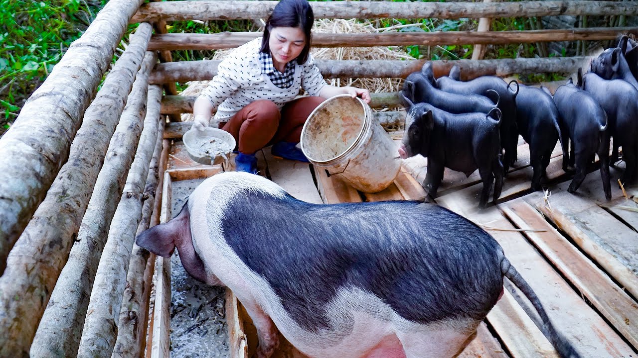 FULL VIDEO: 60 Days Going to the market to sell crops - Free building ...