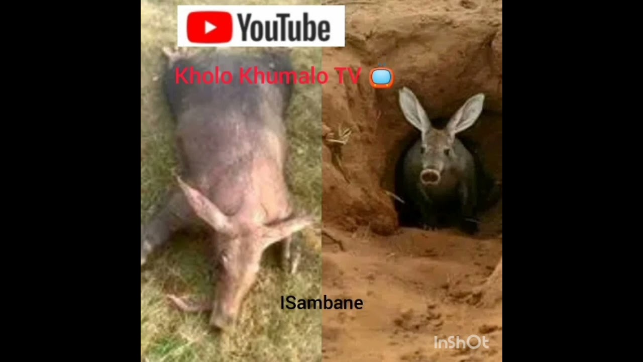 ISambane. By Kholo Khumalo TV 📺 - YouTube