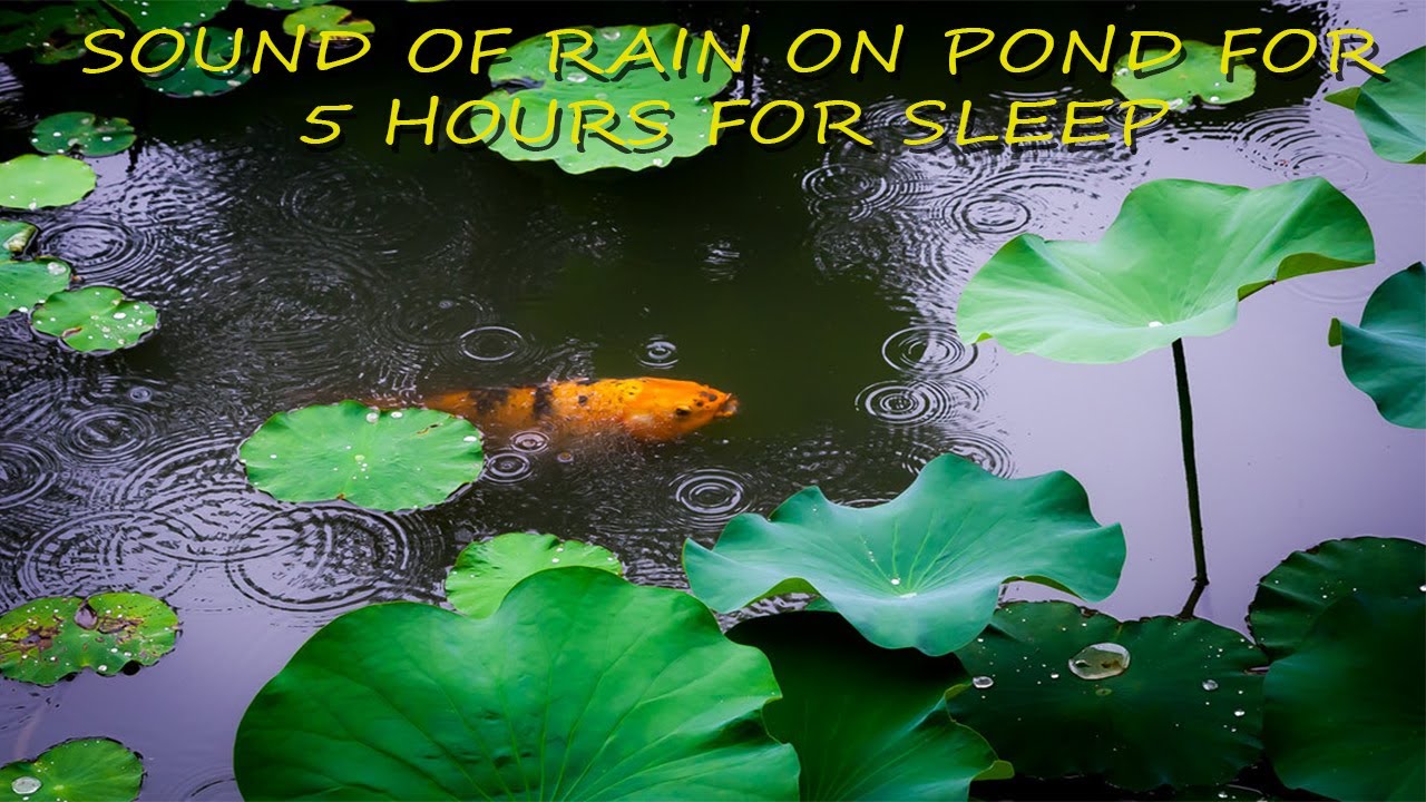 Sound Of Rain In Pond For Relaxed Sleeping || asmr || Insomnia || Sleep ...