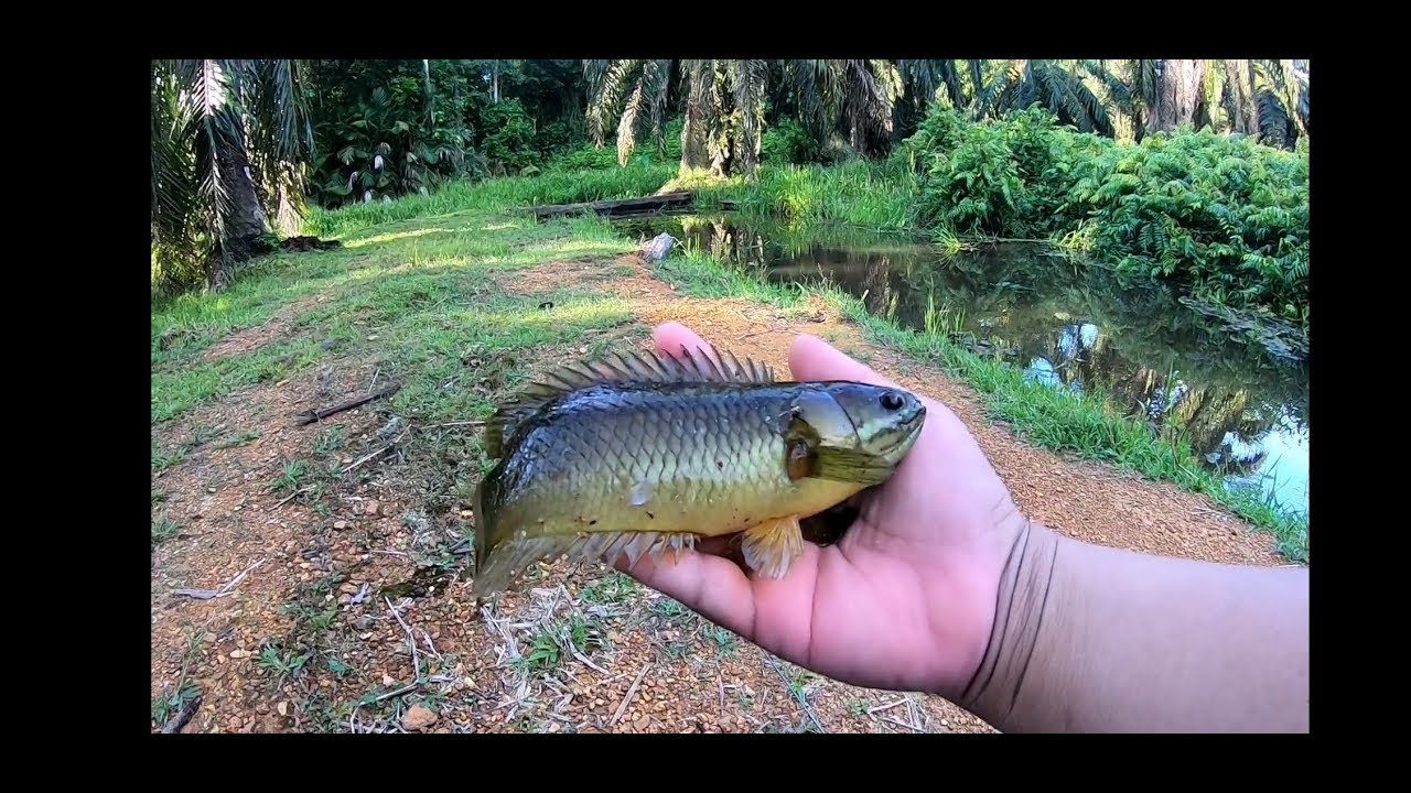 CABARAN memancing dengan Pen Rod__Ikan Puyu Save My Day - YouTube