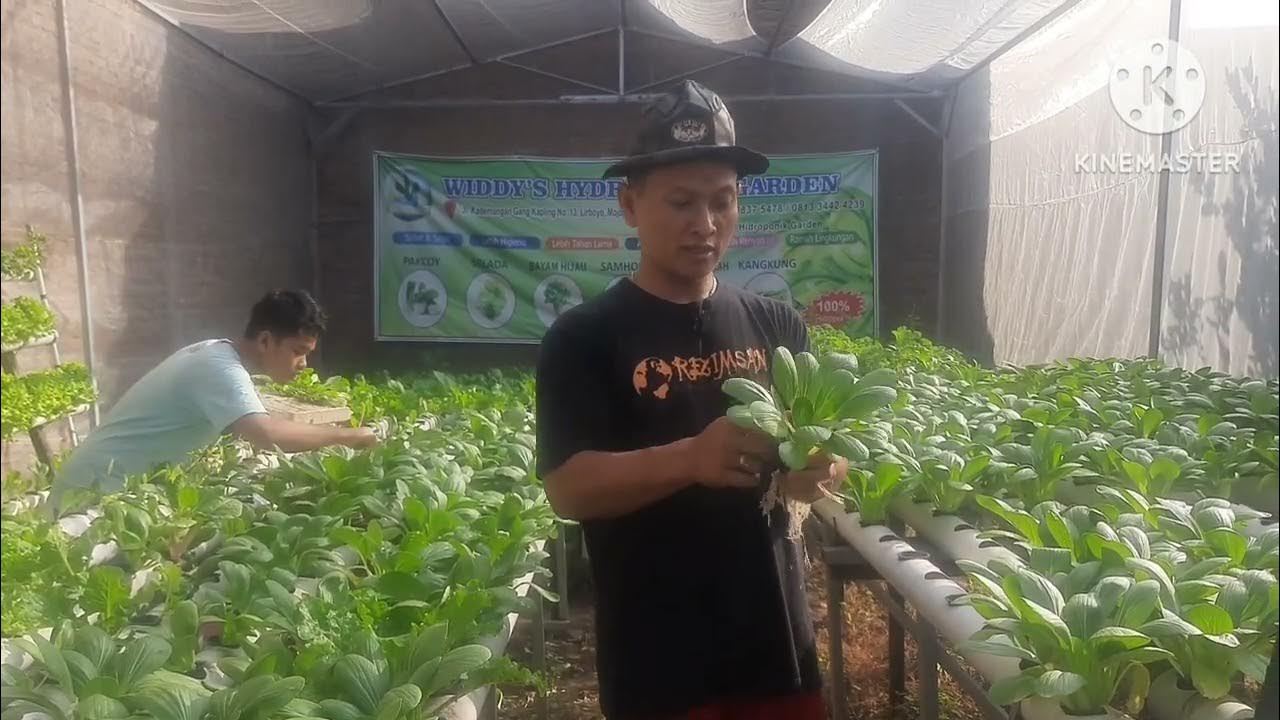 Proses pembersihan daun tua pada sawi pakcoy - YouTube
