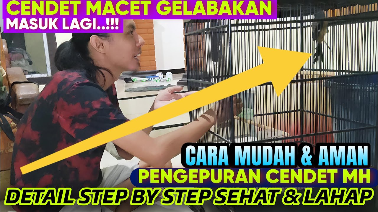 CARA MUDAH MERAWAT CENDET MH || PENGEPURAN CENDET MH || MASUK LAGI BARU ...
