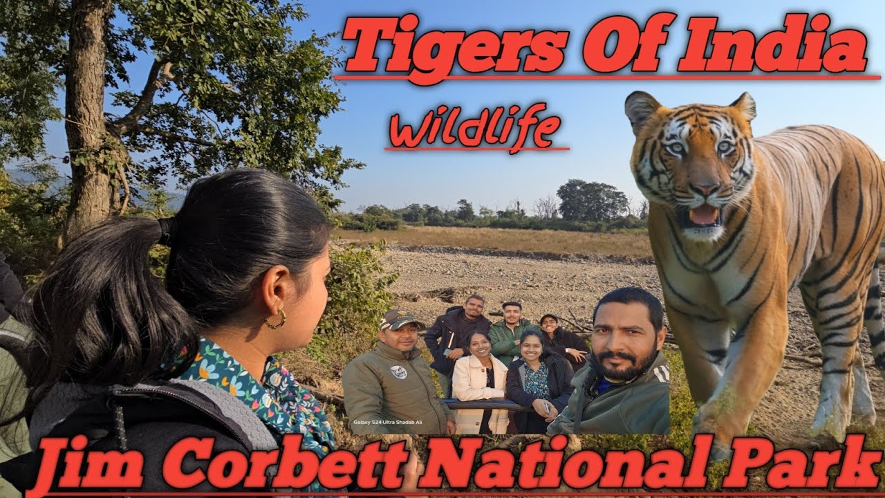 Jhirna Zone Best Zone For Tiger Sighting ! Tigers Of India #nature # ...