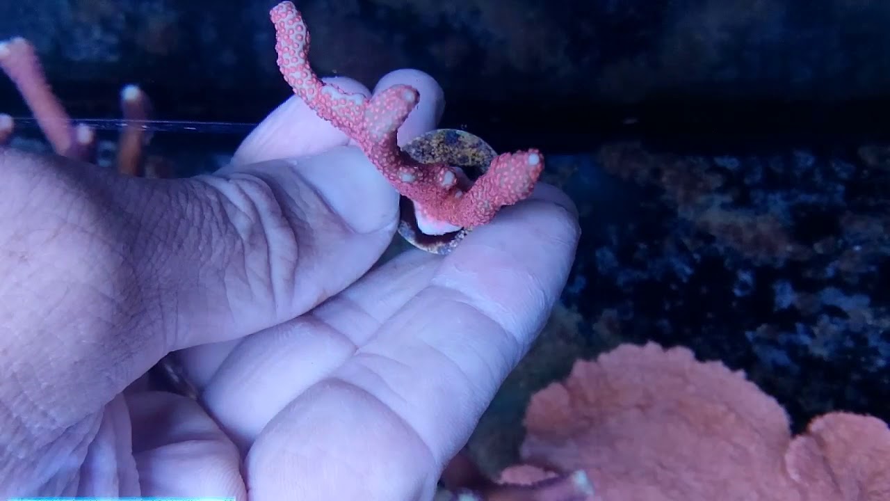 Montipora digitata forest fire coral gandalf - YouTube