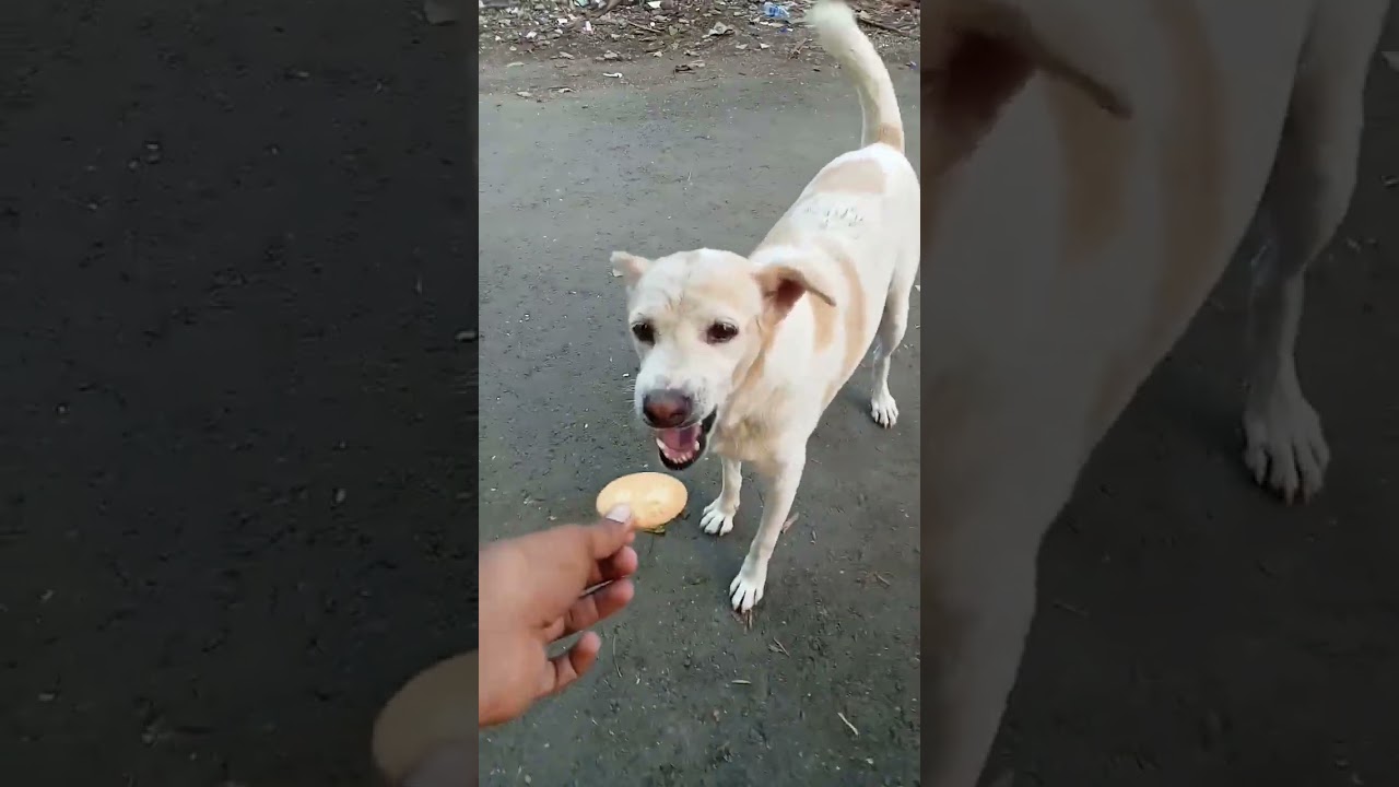 Stray Dog Love #humanity #stray #love - YouTube