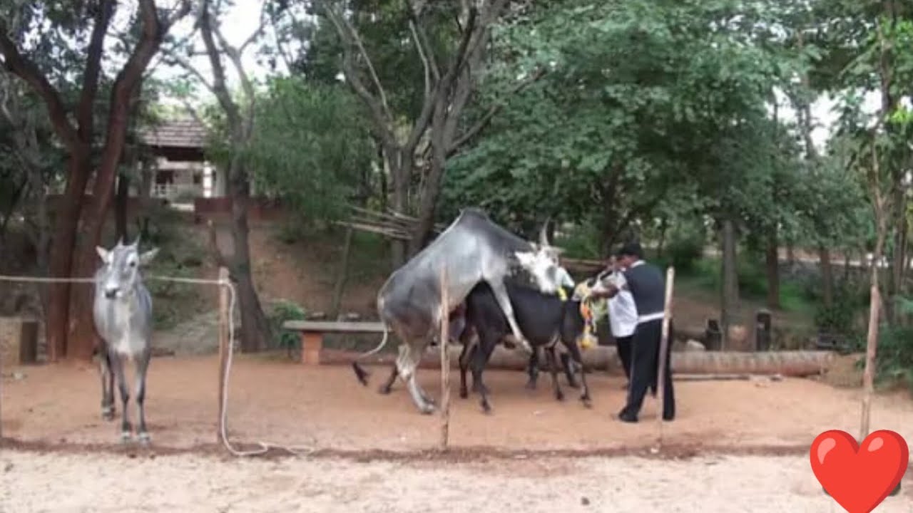 Cow with partner 💕 | enjoy in farm | don't end miss 😭 | support me 🙏 ...