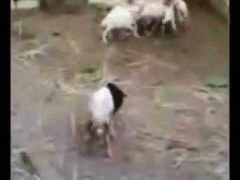 Devil Sheep - YouTube