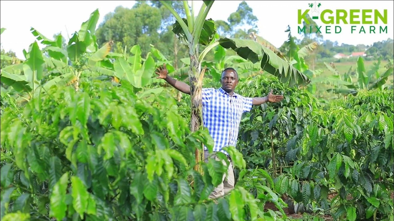 Intercrop these plants in Coffee to supplement your income - YouTube