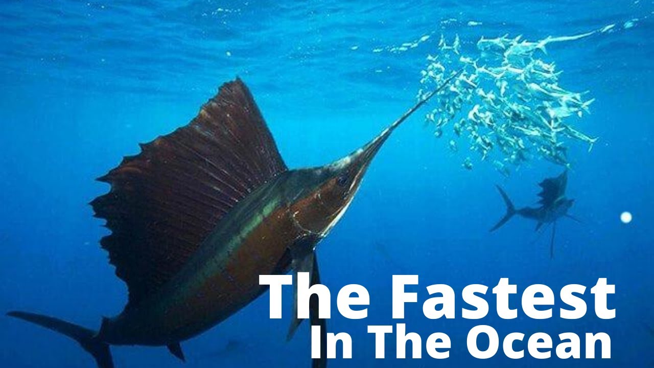 THE FASTEST FISH IN THE OCEAN - YouTube