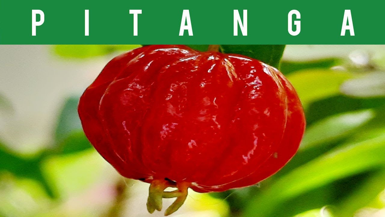 🟠PITANGA ROJA o ÑANGAPIRY con FRUTOS-FRUTAL NATIVO (SURINAM/BRAZILIAN ...