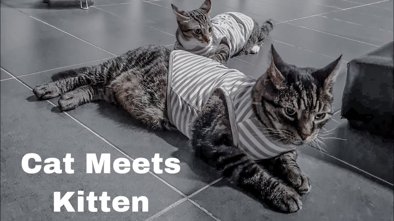 Cat Meets Kitten for the First Time🐱 | Introducing Two Cats | Aesthetic ...
