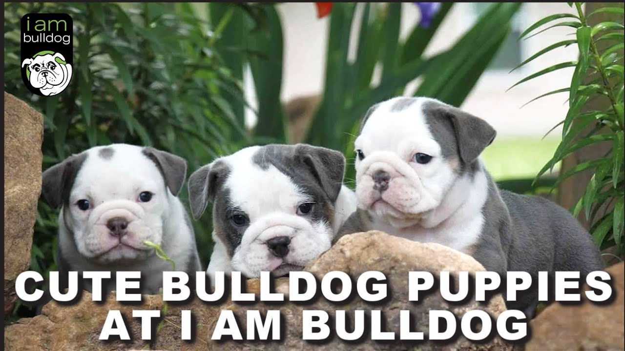 BULLDOG PUPPY CUTENESS at I AM BULLDOG - YouTube