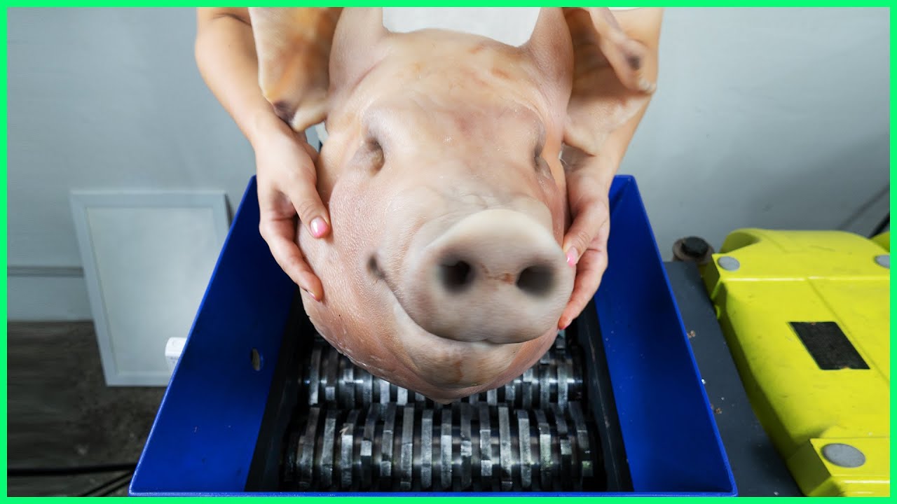 Real PIG'S HEAD VS Shredding Machine - YouTube