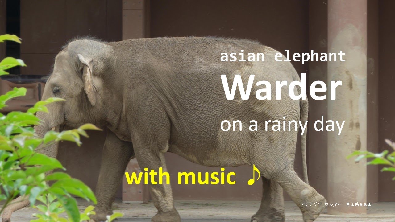 【asian elephant】asian elephant "Warder" and music／Higashiyama Zoo and ...