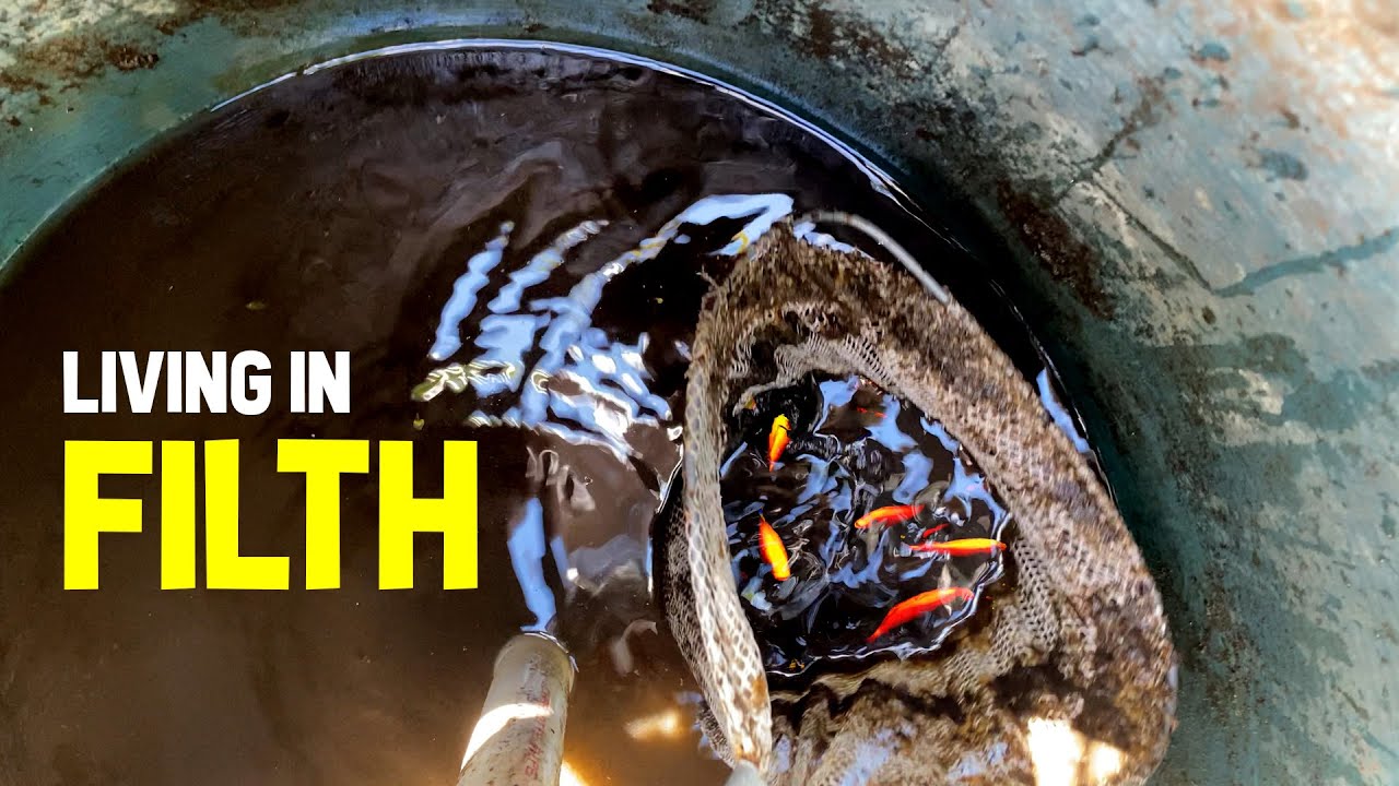 I found these African Cichlids Living in my dirty pond filter - YouTube