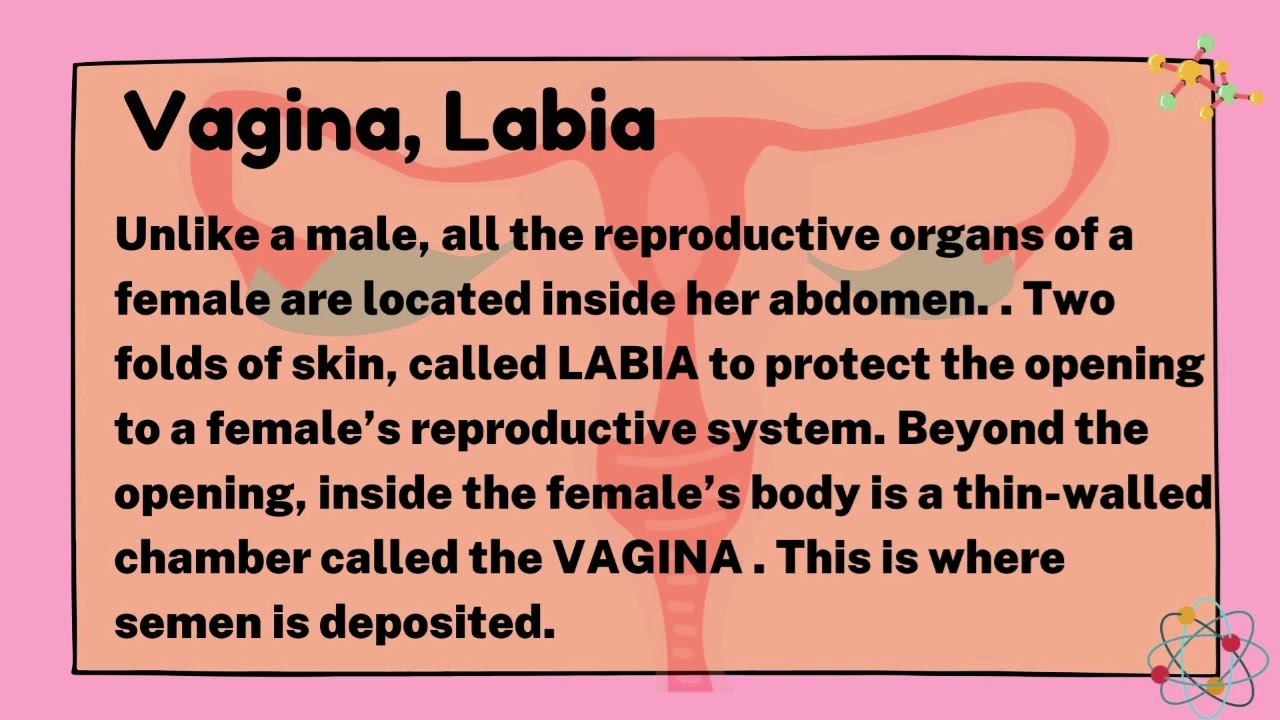THE HUMAN REPRODUCTIVE SYSTEM YouTube the-human-reproductive-system-youtube