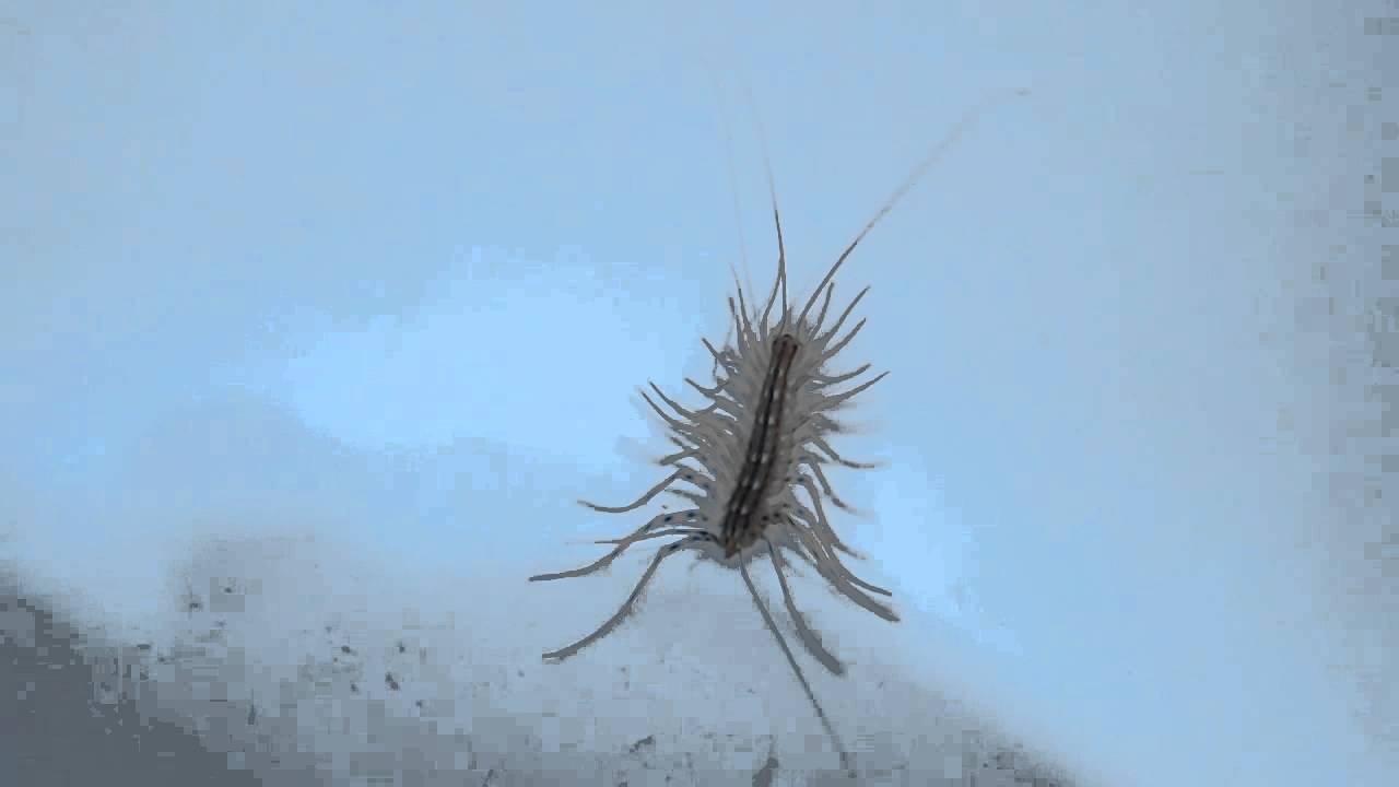 BATHTUB CENTIPEDE!!! - YouTube