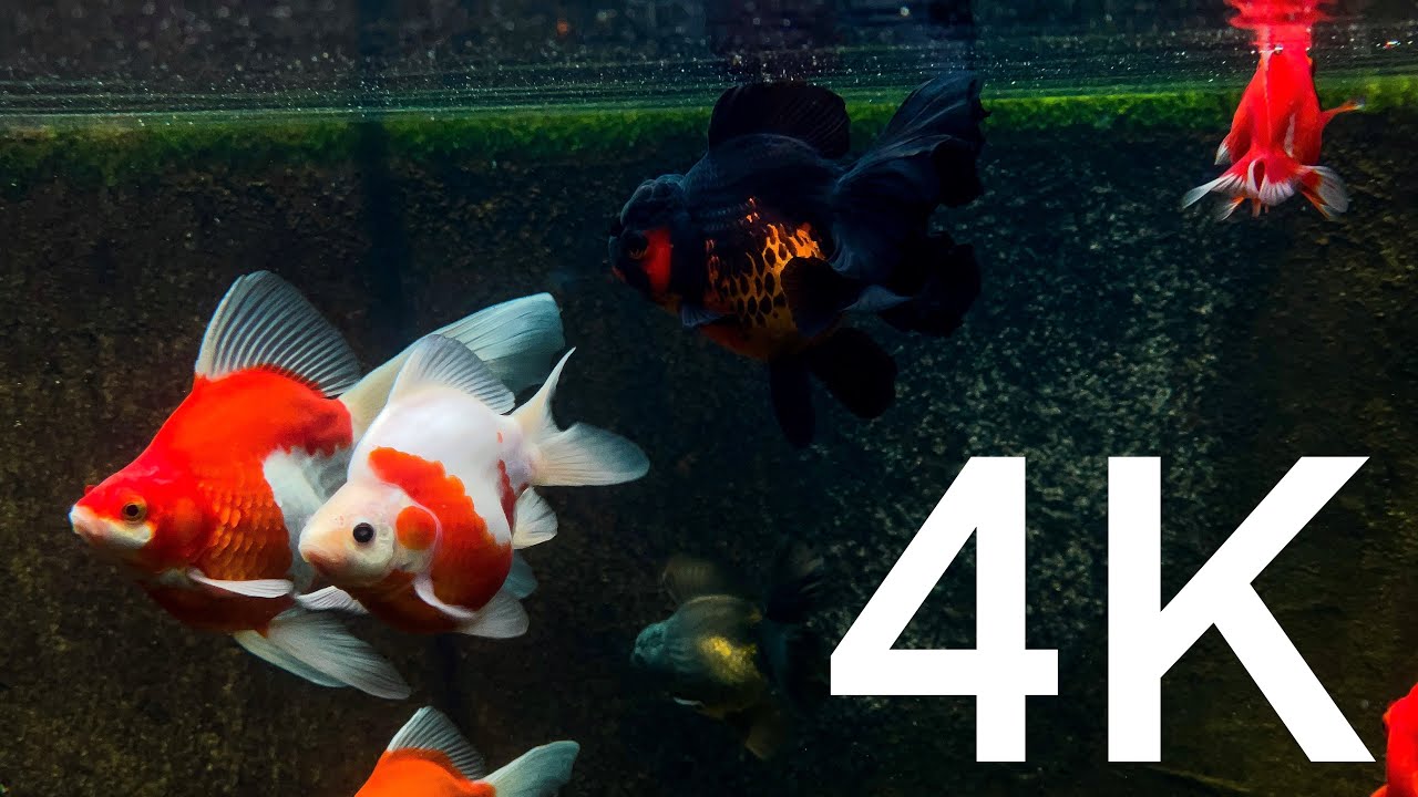 Goldfish pond | ดูเพลินๆรอคลิปใหม่ครับ | 4K - YouTube