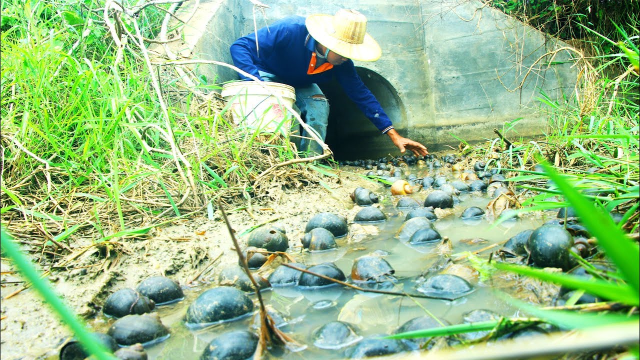 Big snail and crab nests seek shelter to prepare for the dry season ...