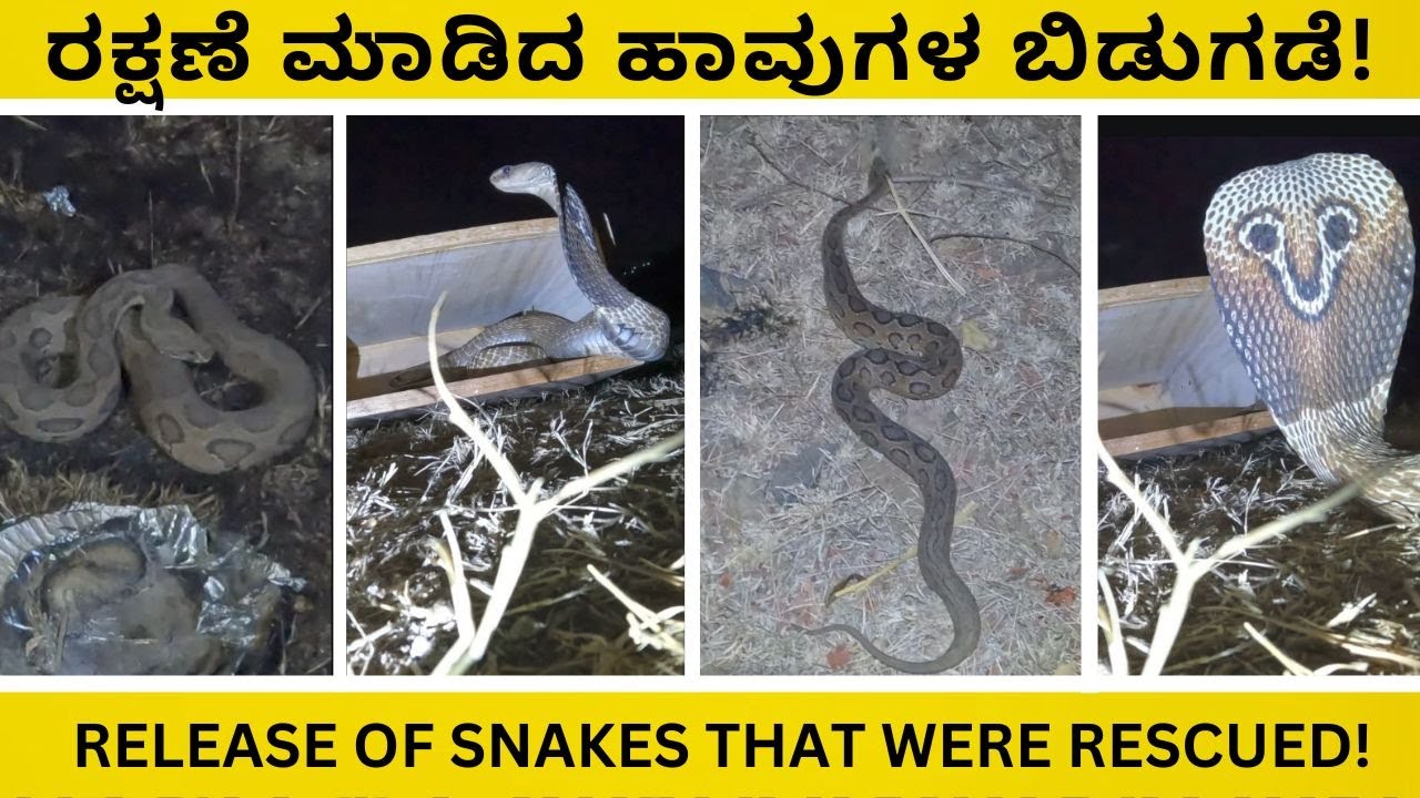 ಹಾವುಗಳ ಬಿಡುಗಡೆ | SNAKE RELEASE - YouTube