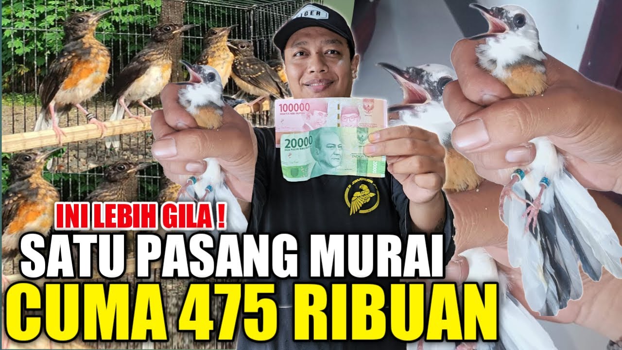 CUCI GUDANG ! 500 EKOR MURAI TROTOL SUPER & SPLIT PANDA DIJUAL MULAI ...