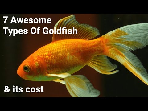 7 most beautiful species of Goldfish-Hindi Video||Top 7 VARIETIES OF ...