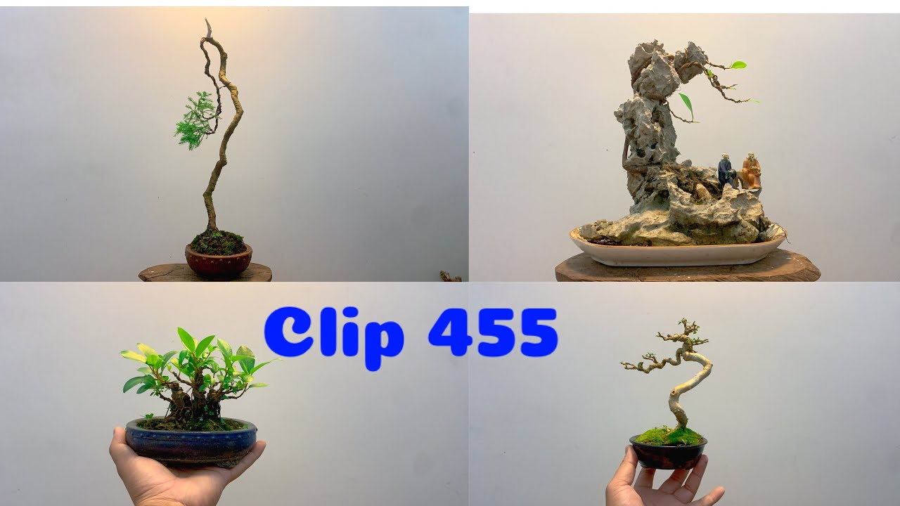 Clip 455,mai chiếu thủy, tùng cối, si dáng làng vvv mời mọi người tham ...