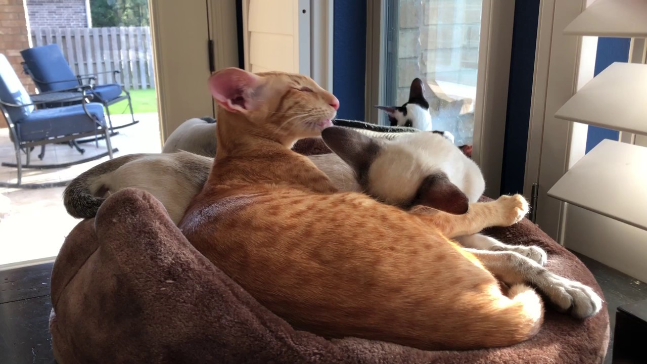 Oriental Shorthair cats, Keebler, Thatcher, Marceau & Isla - YouTube