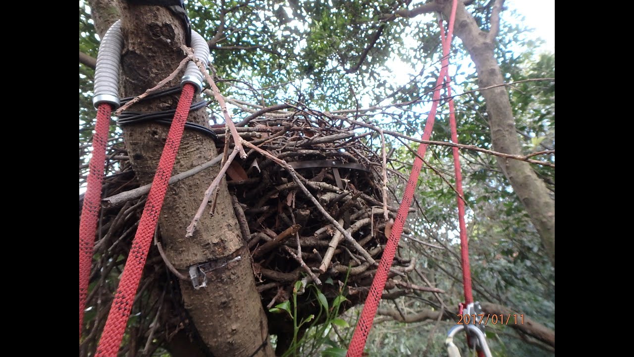 Artificial hawk nests Investigation - YouTube