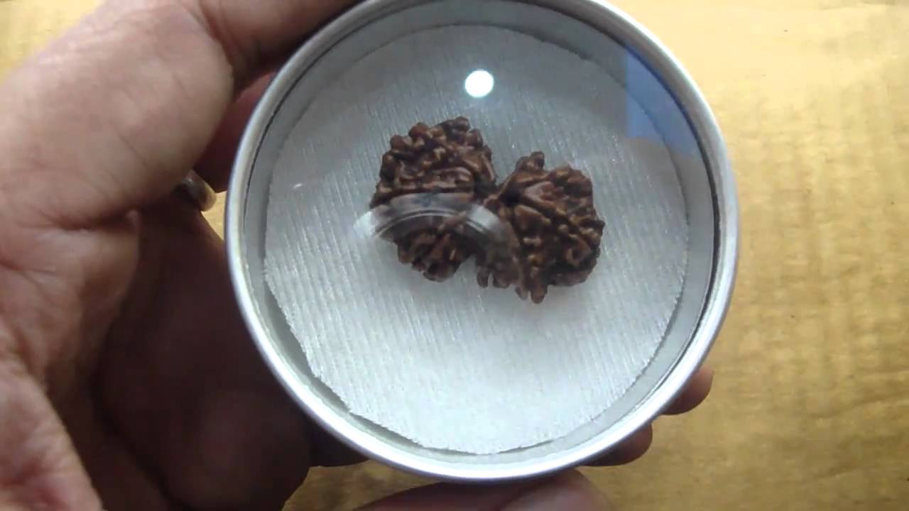 A Natural Gauri Shanker Rudraksh Gowri Rudraksha - YouTube