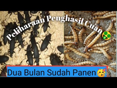 Mudahnya Budidaya Ulat Jerman - YouTube